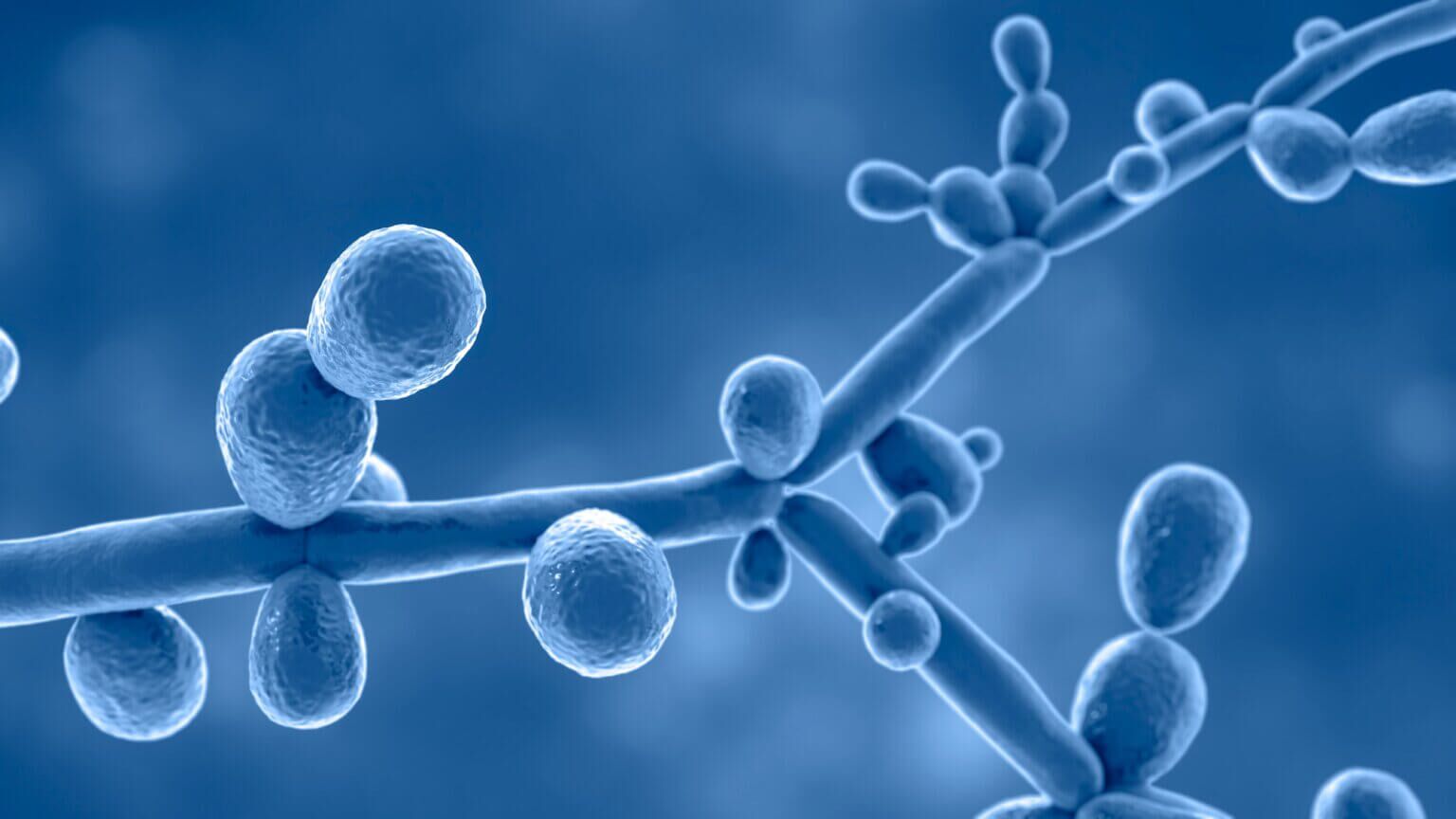 Bacteriostatic and Bactericidal: Key Differences in Mechanisms